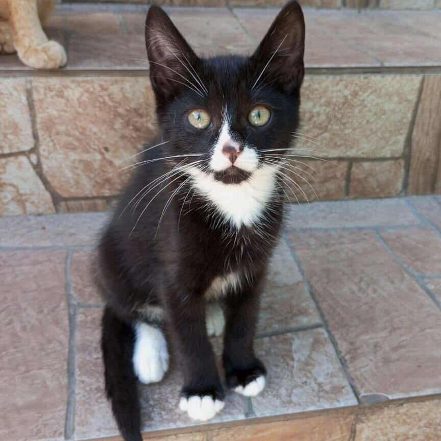 Отдаю котика В добрые руки