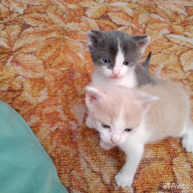 Двойняшки, котики, в хорошие руки