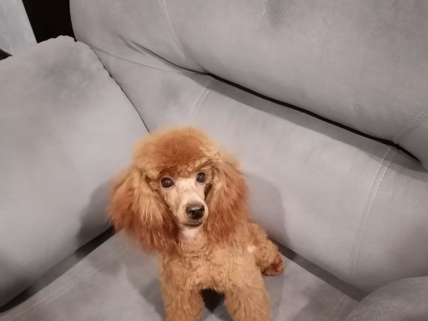 Той-пудель девочка