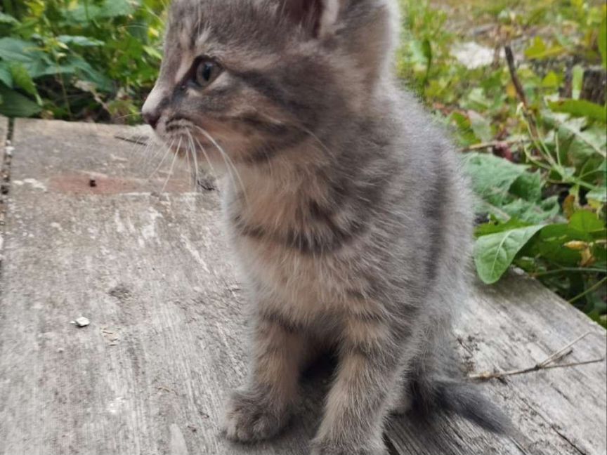 Котёнок. Котятки ребятки. Комочек счастья