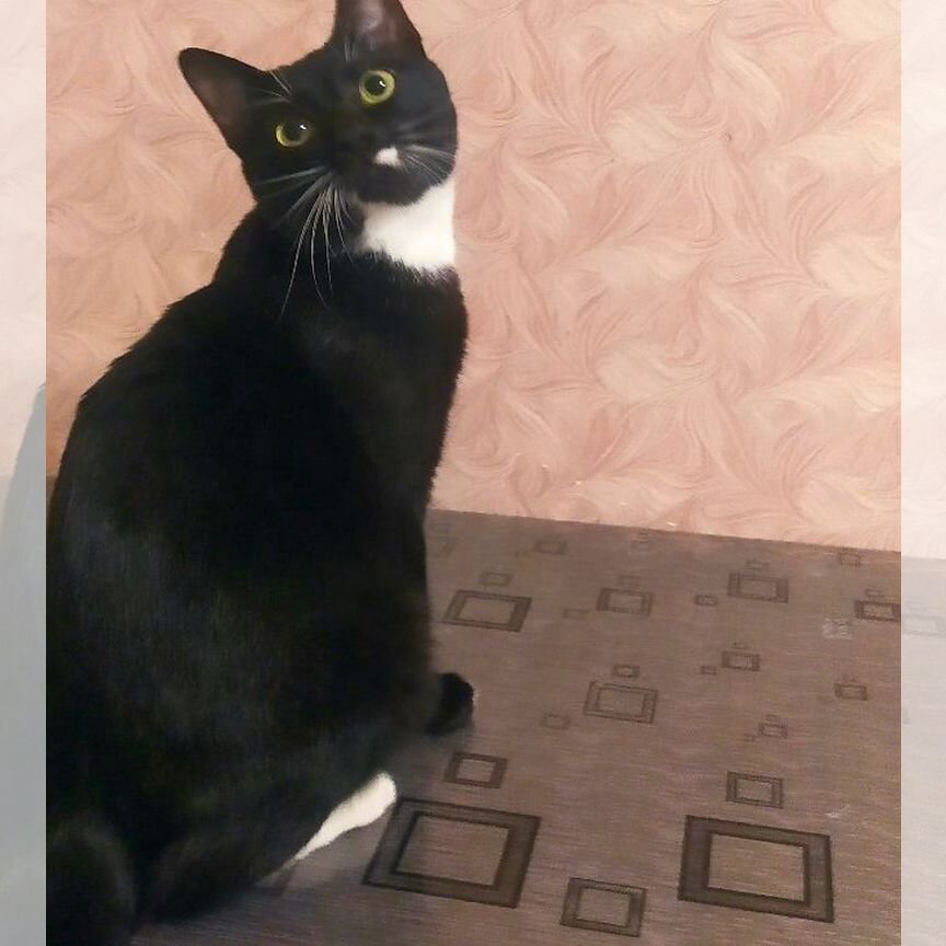 Котенок, шесть месяцев бесплатно