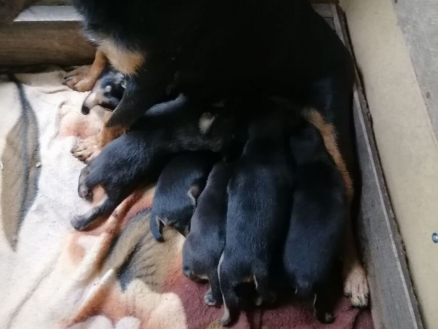 Щенки ягдтерьера