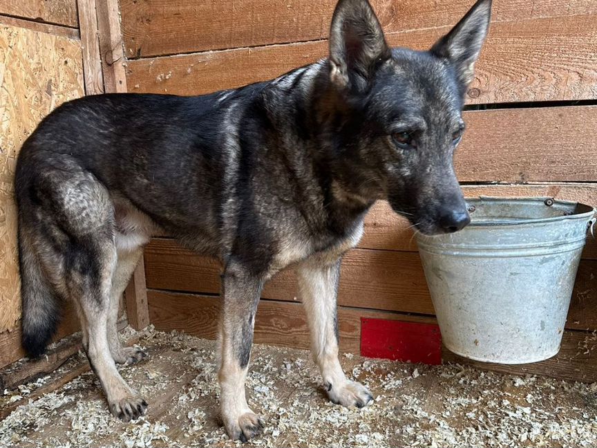 Скромный Волчак из приюта в дар