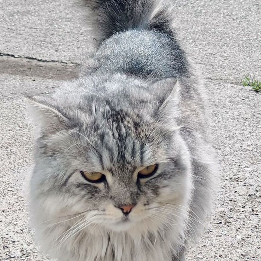 Кот Крис в добрые руки