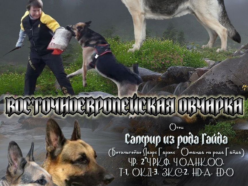 Щенки вео с докум РКФ