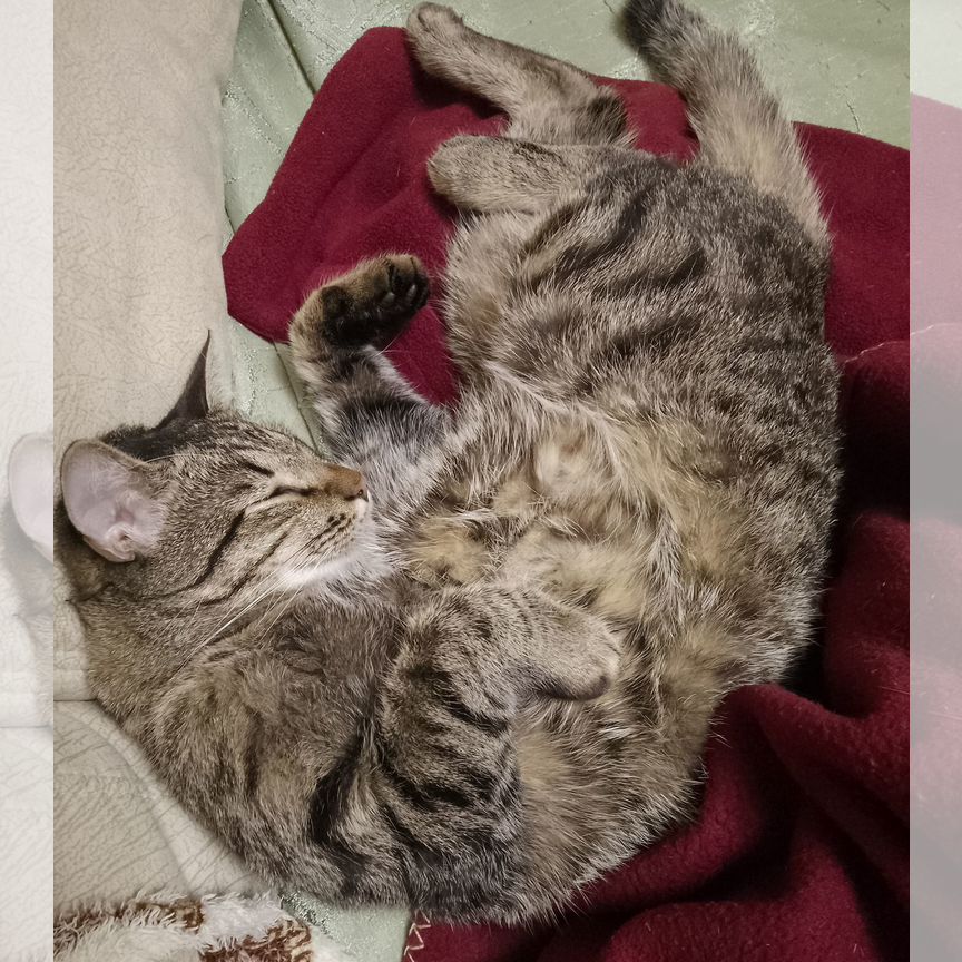 Отдам кота в добрые руки бесплатно