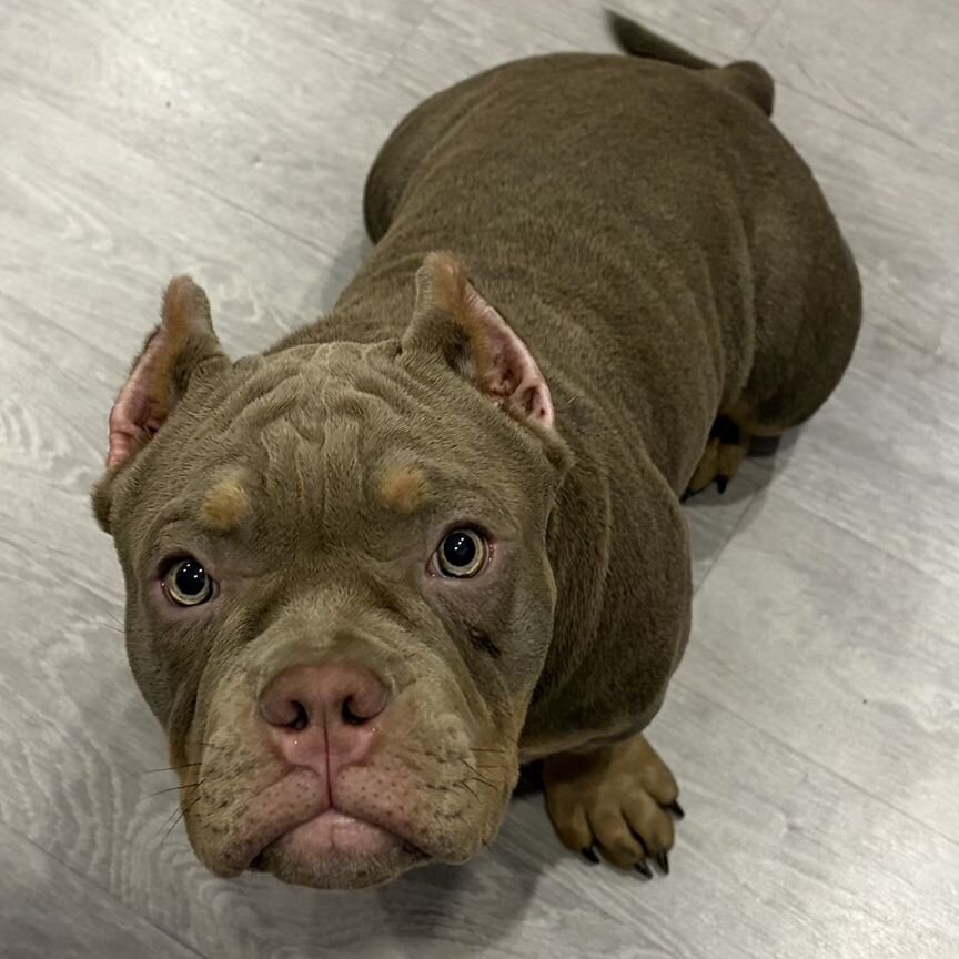 Американский булли, щенок