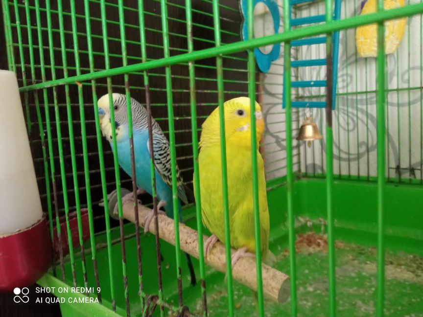 Продам попугаев