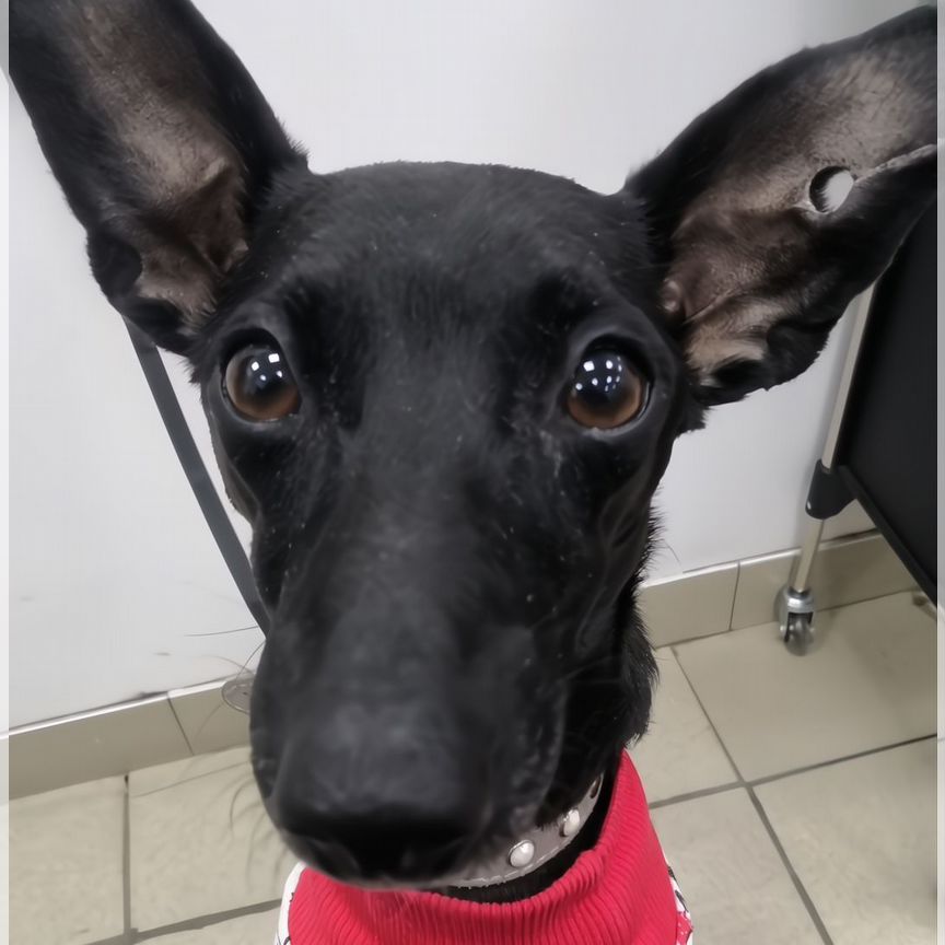 Такса, взрослая собака