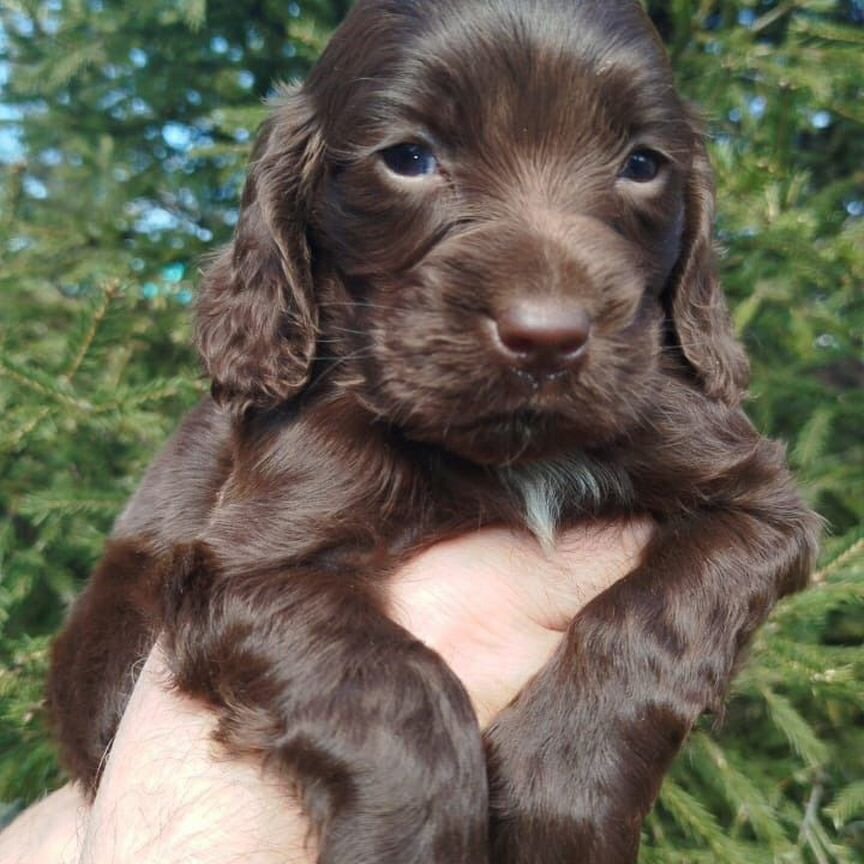 Щенки спаниеля