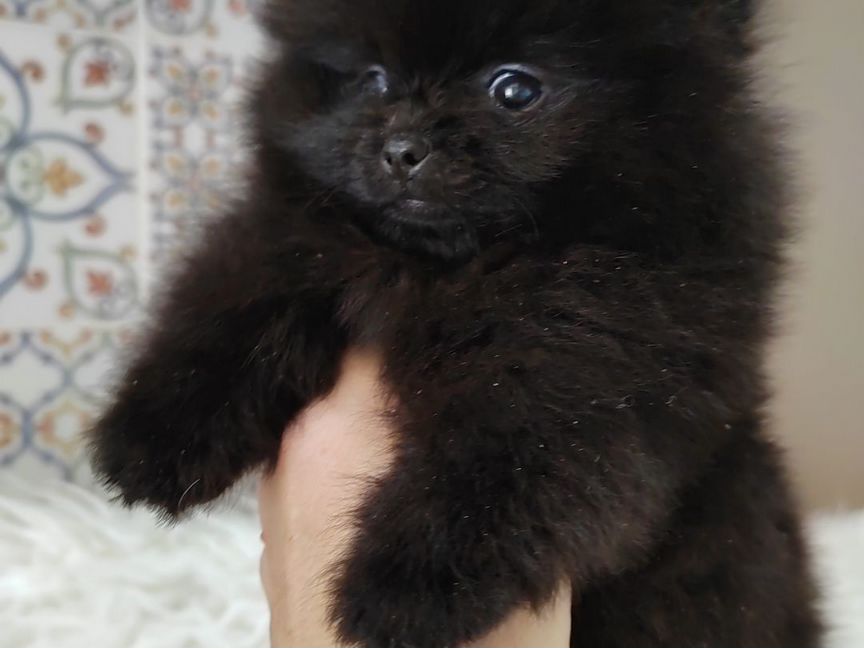 Померанский шпиц