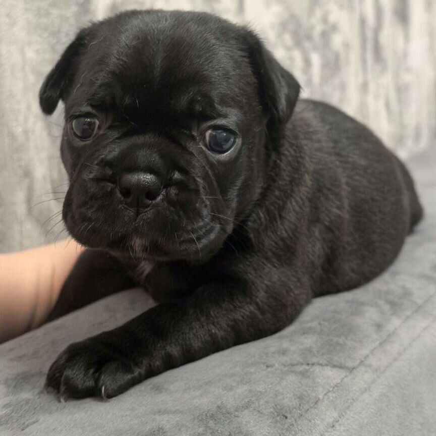 Французский бульдог, щенок