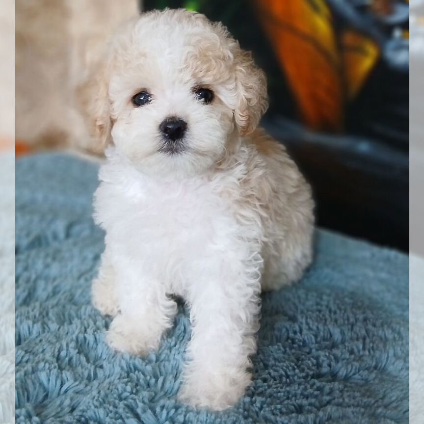 Бишон фризе, щенок