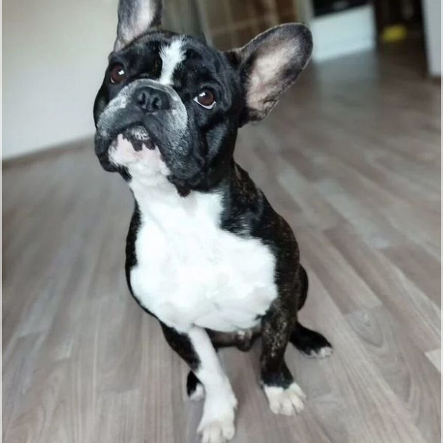 Французский бульдог, взрослый пёс