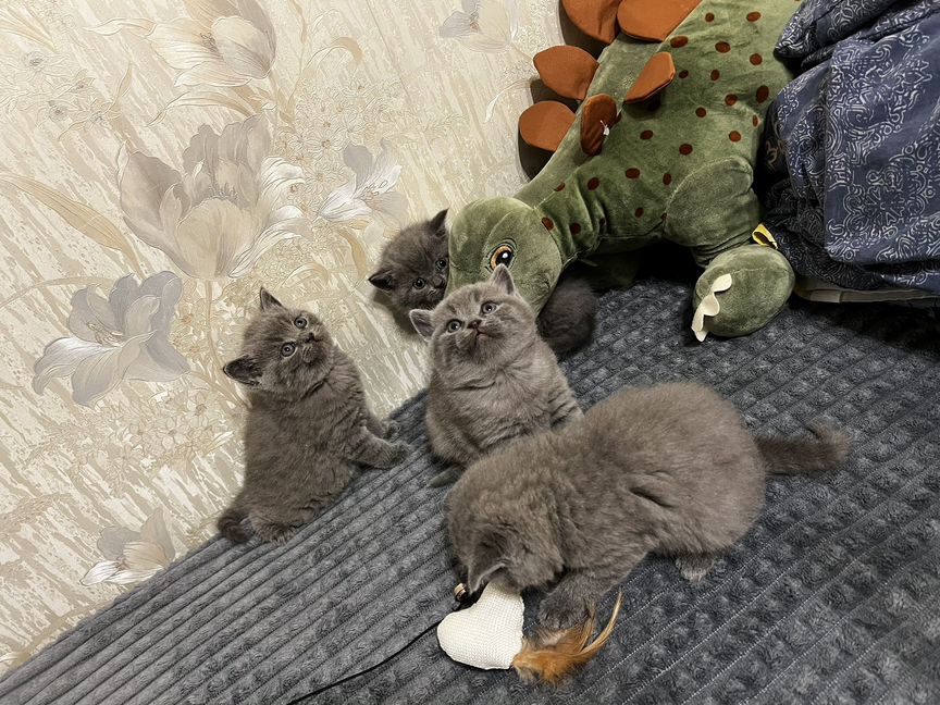 Британские котята