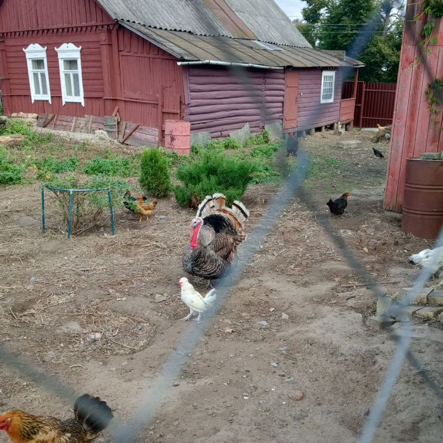 Дикие утки