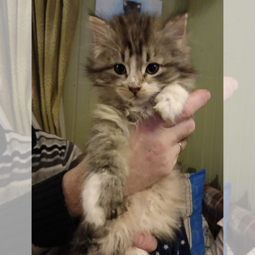 Котёнок в добрые руки