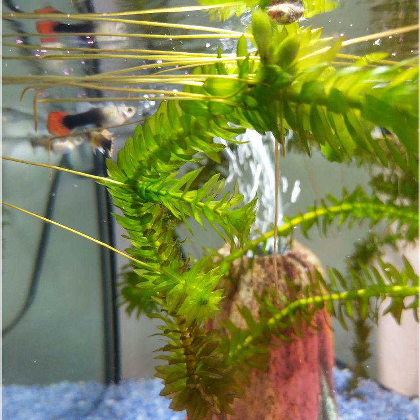 Аквариумные растения