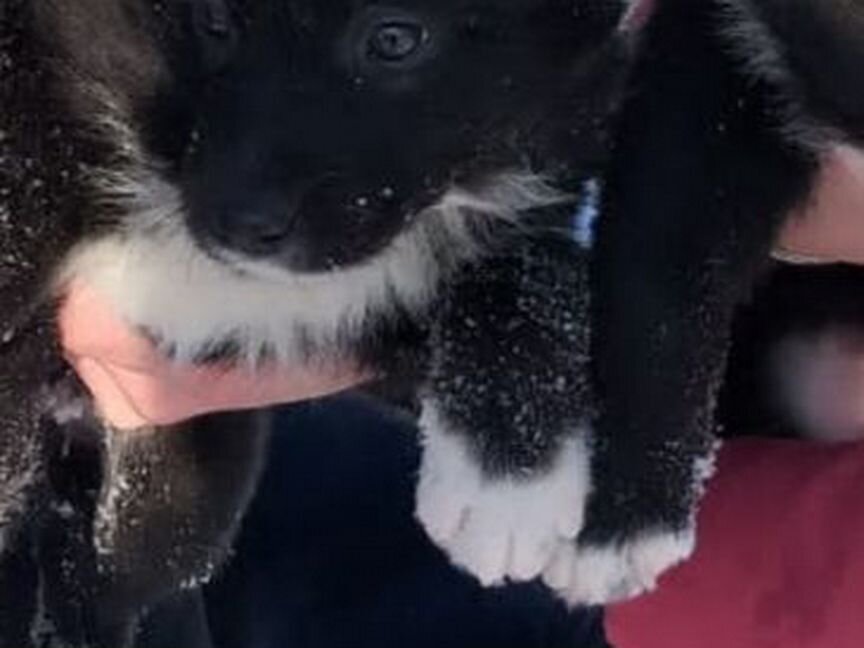 Мальчик щенок 1 мес