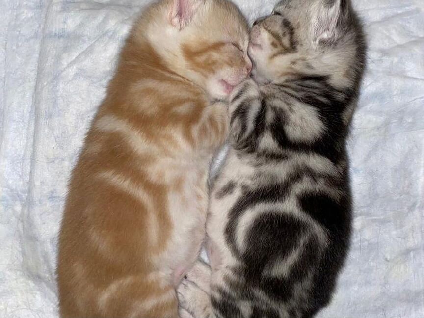 Котята в хорошие руки