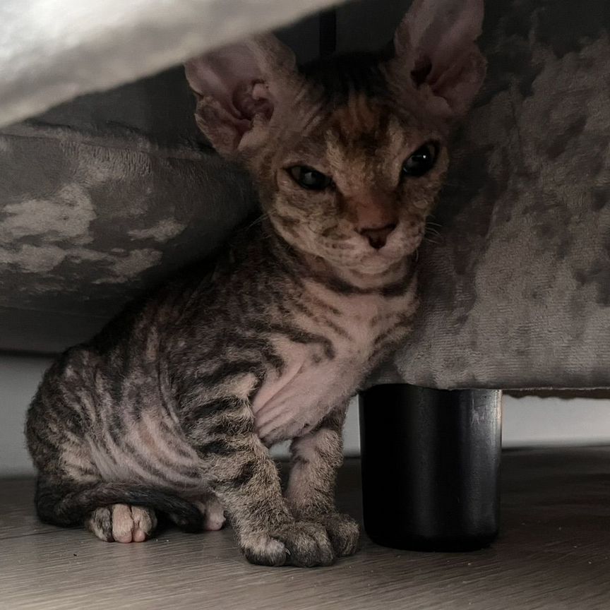 Донской сфинкс котёнок