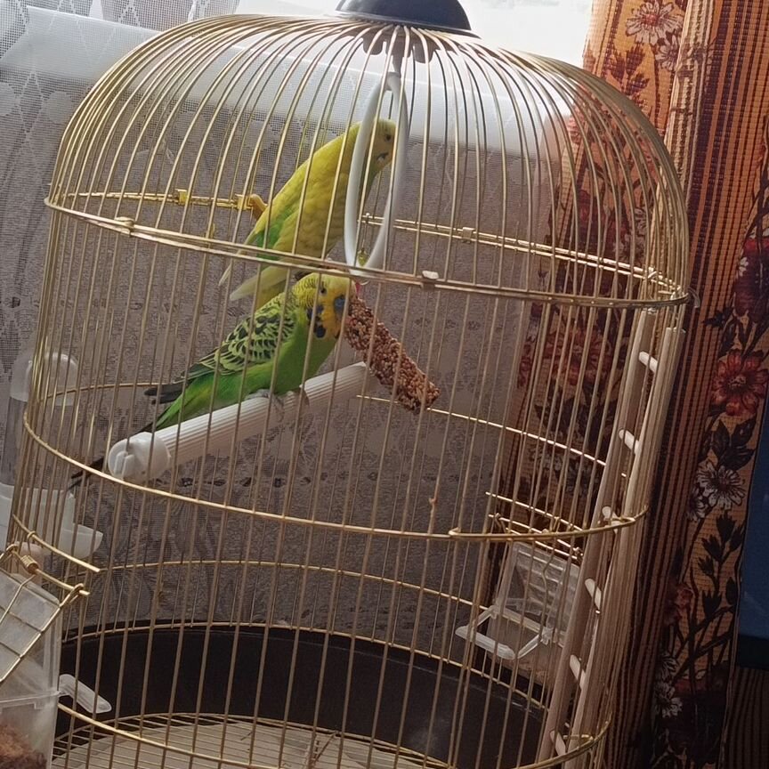 Волнистый попугай