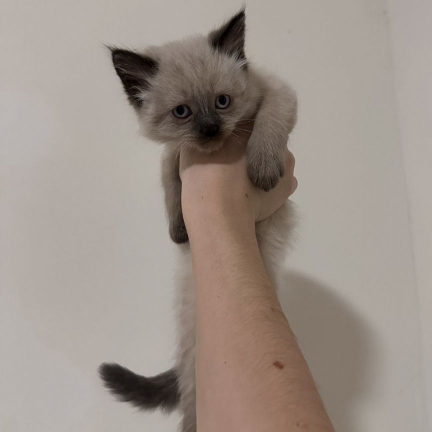Котята