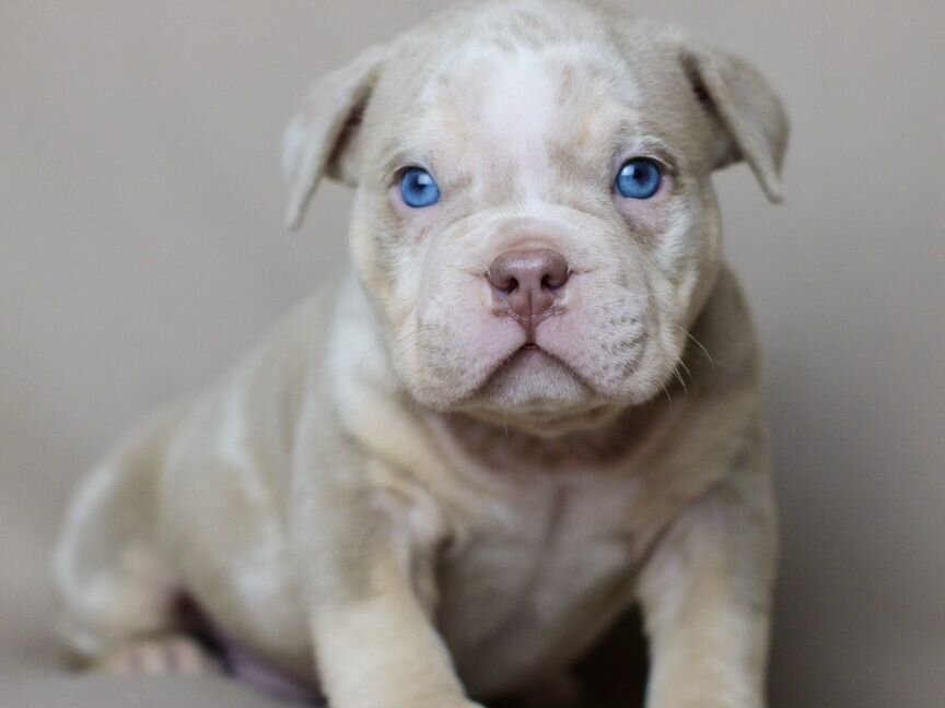 Американский булли покет щенки