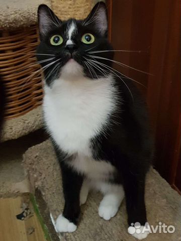 Кошка бобтейл черно-белая Шарлотта 10мес