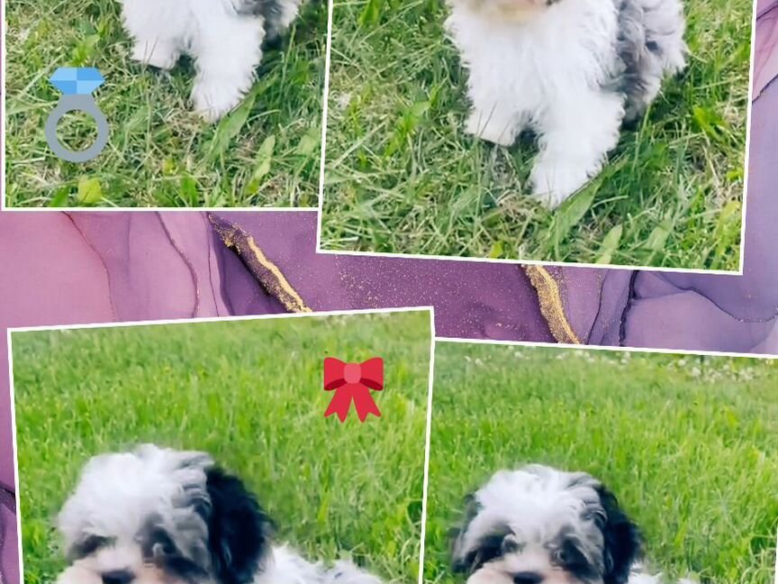 Мисмарк мальтипу