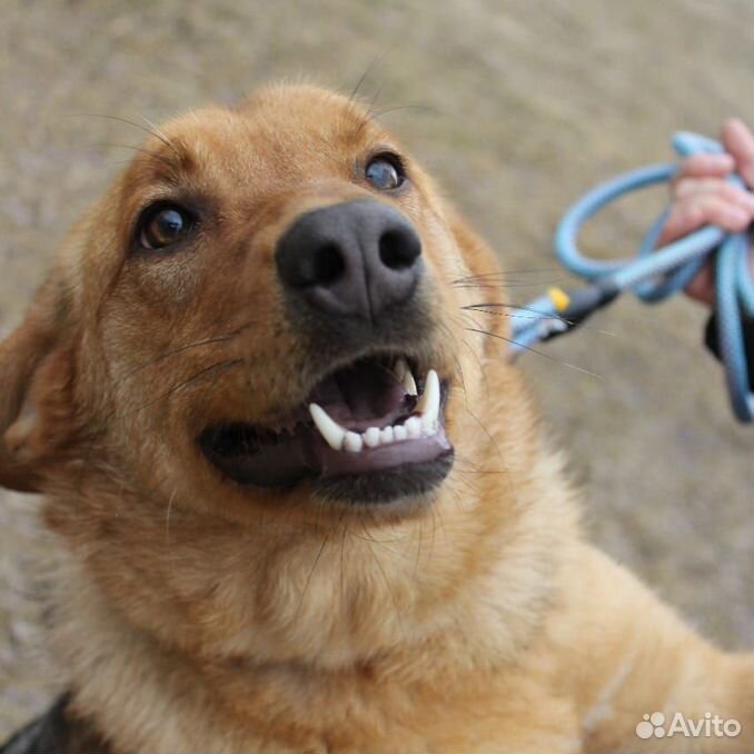 Весёлая активная собака Баффи