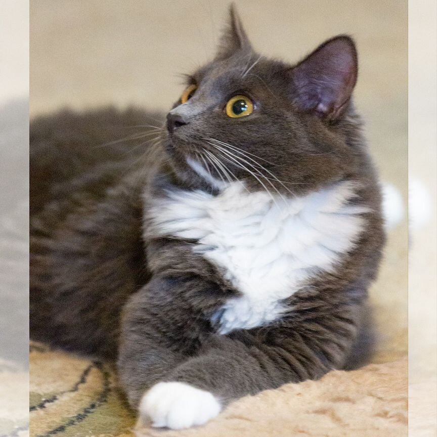 Взрослая кошка в добрые руки