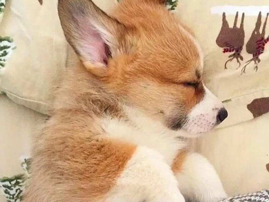 Вельш-корги пемброк