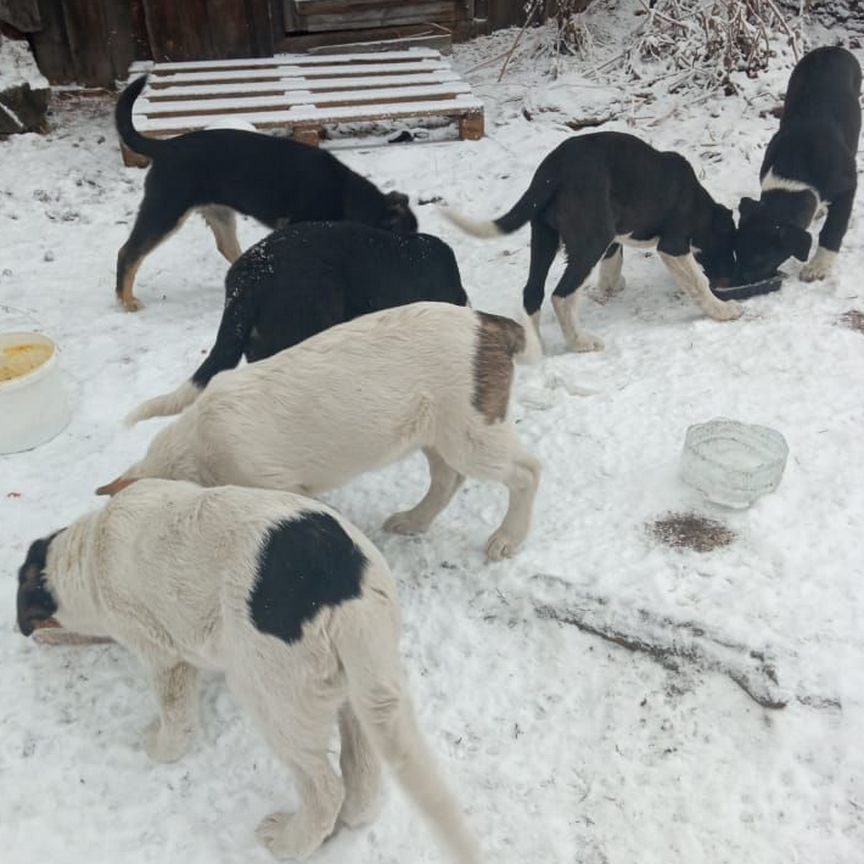 Щенок в добрые руки