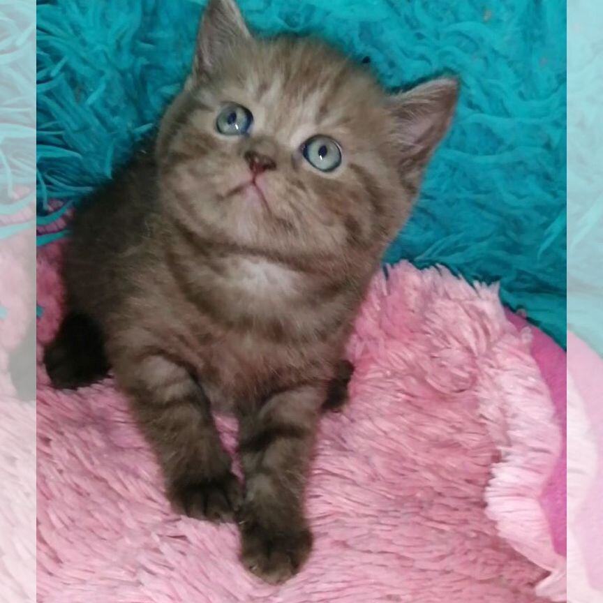 Шотландский прямоухий короткошёрстный котёнок