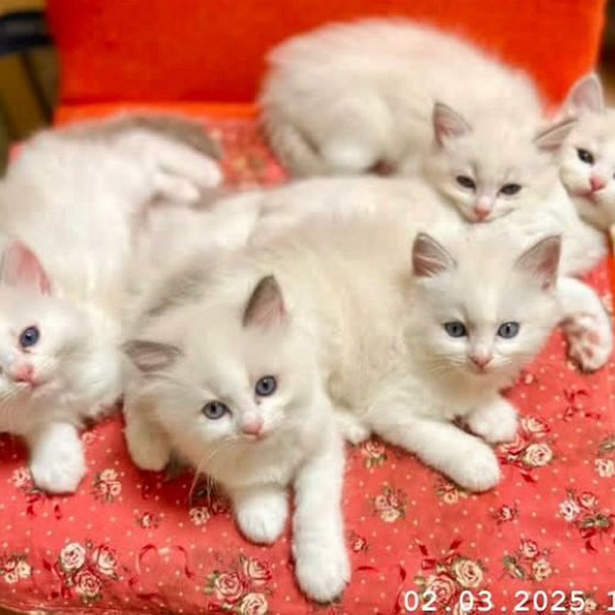 Рэгдолл котики