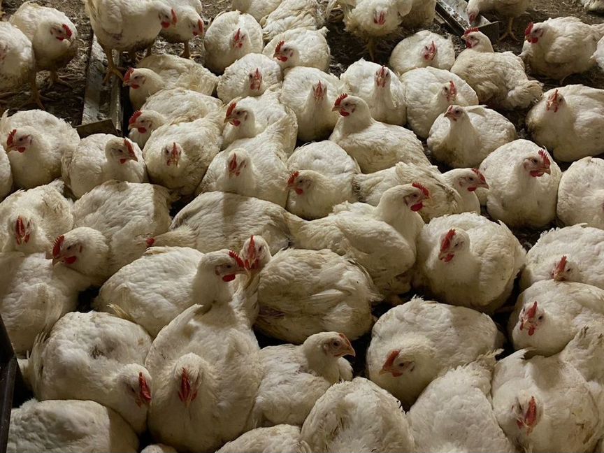 Куры бройлеры