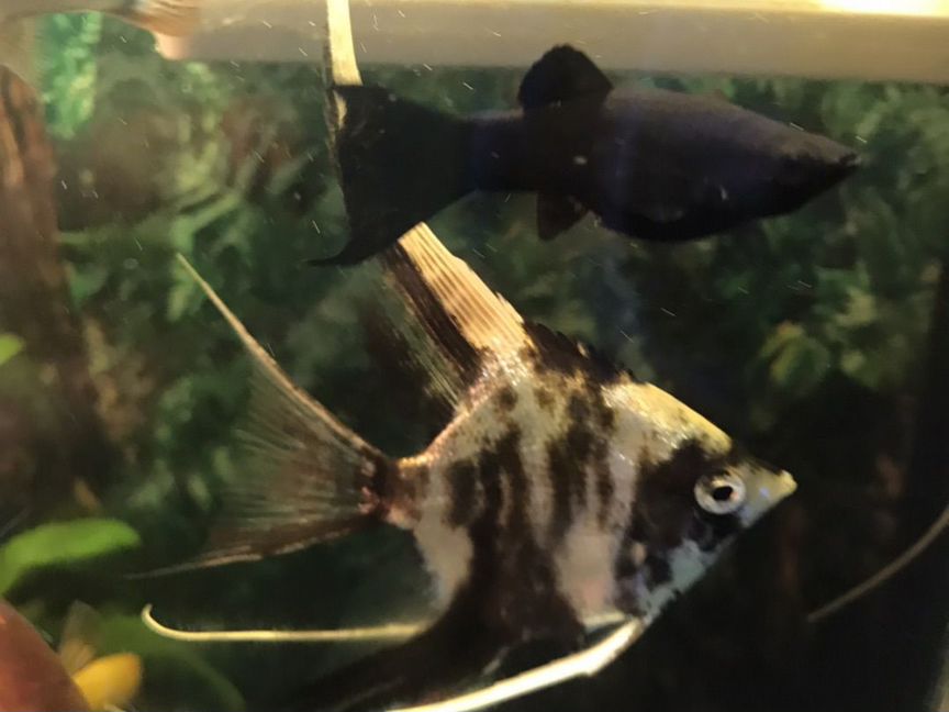 Рыбки скалярии