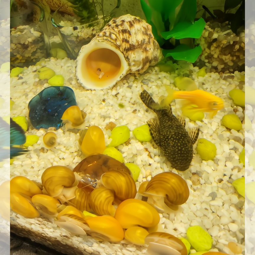 Улитки ампулярии