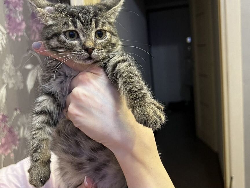 Котенок девочка в добрые руки