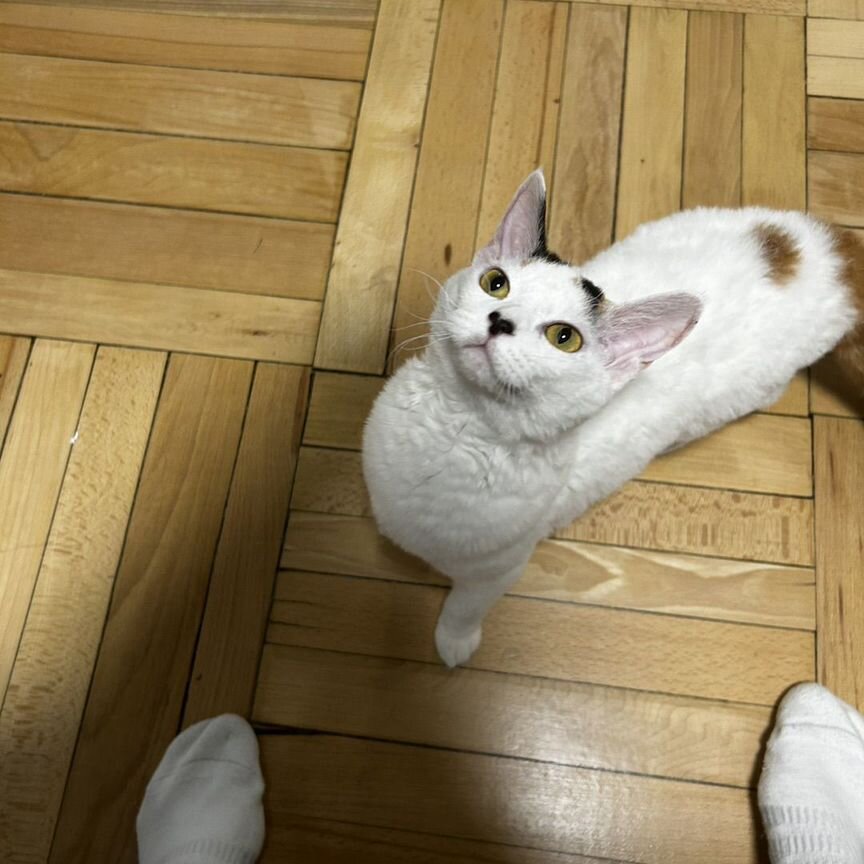 Кошка Аля 9 месяцев