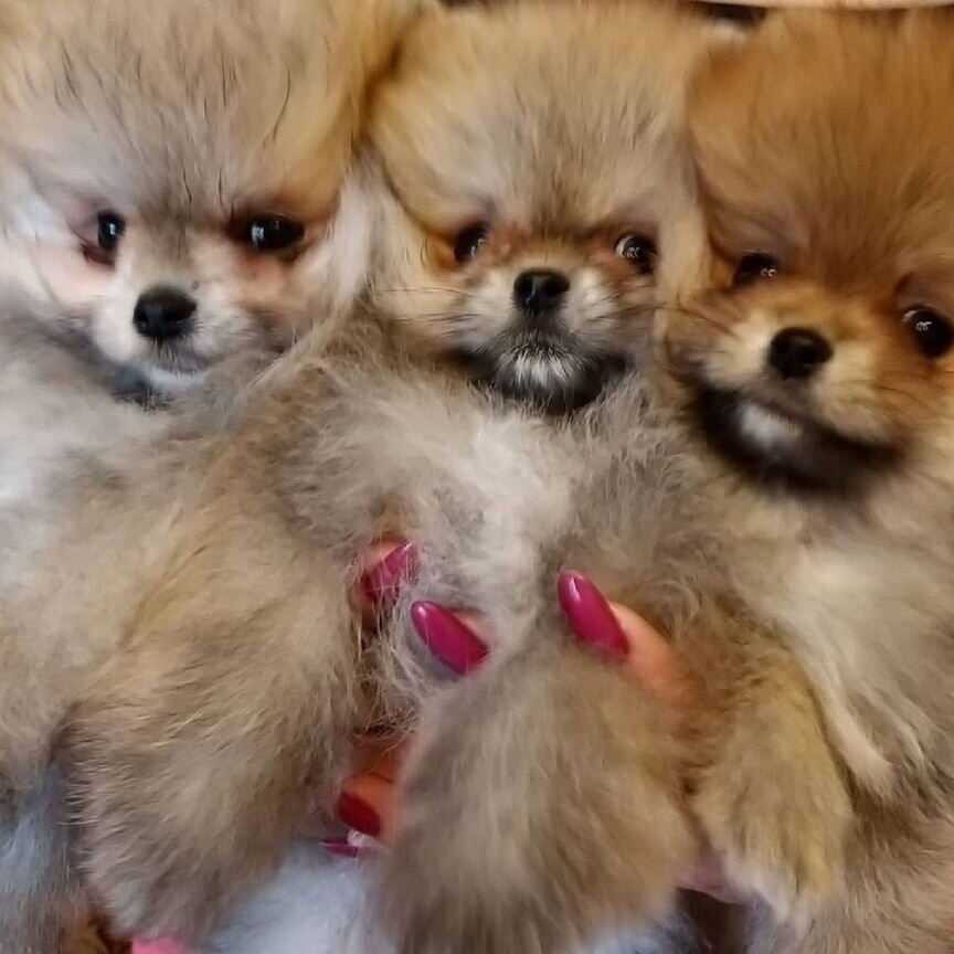 Померанский шпиц, щенок