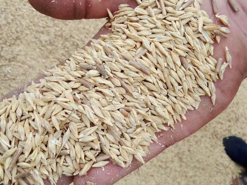 Продажа ячменя