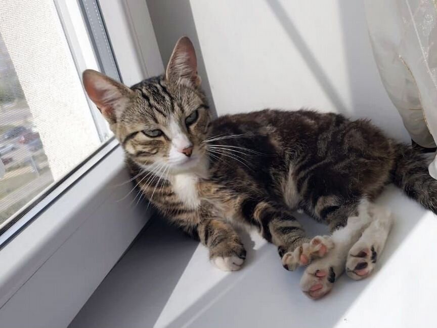 Помогите Котику не оказаться на улице