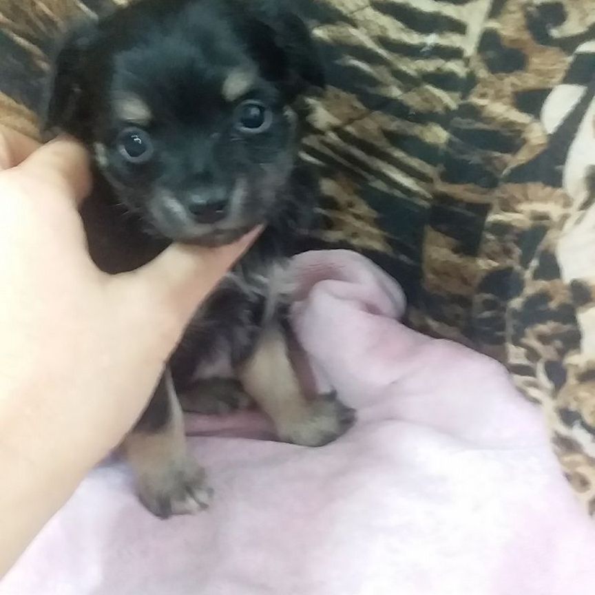 Русский той-терьер мини щенки