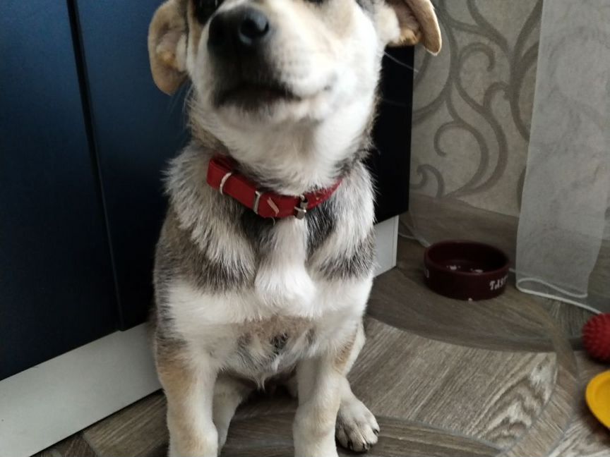 Отдам в добрые руки собаку