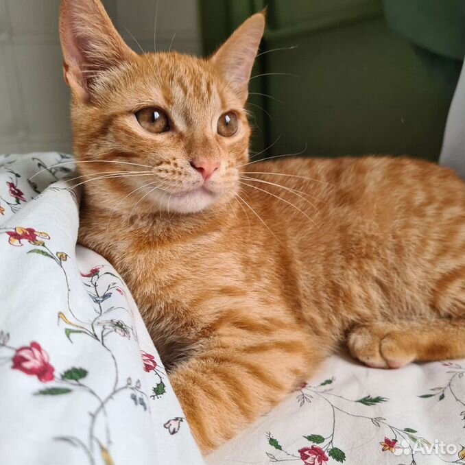Котик рыжее солнце ищет дом