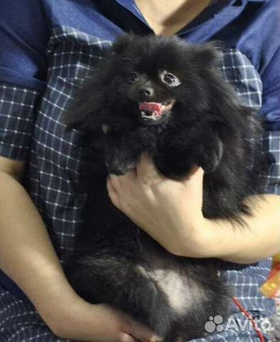 Померанский шпиц