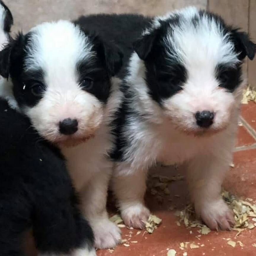 Бордер-колли, щенок