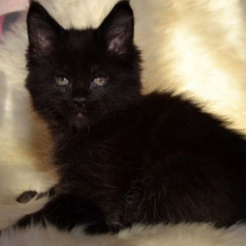 Мальчик мэйн кун